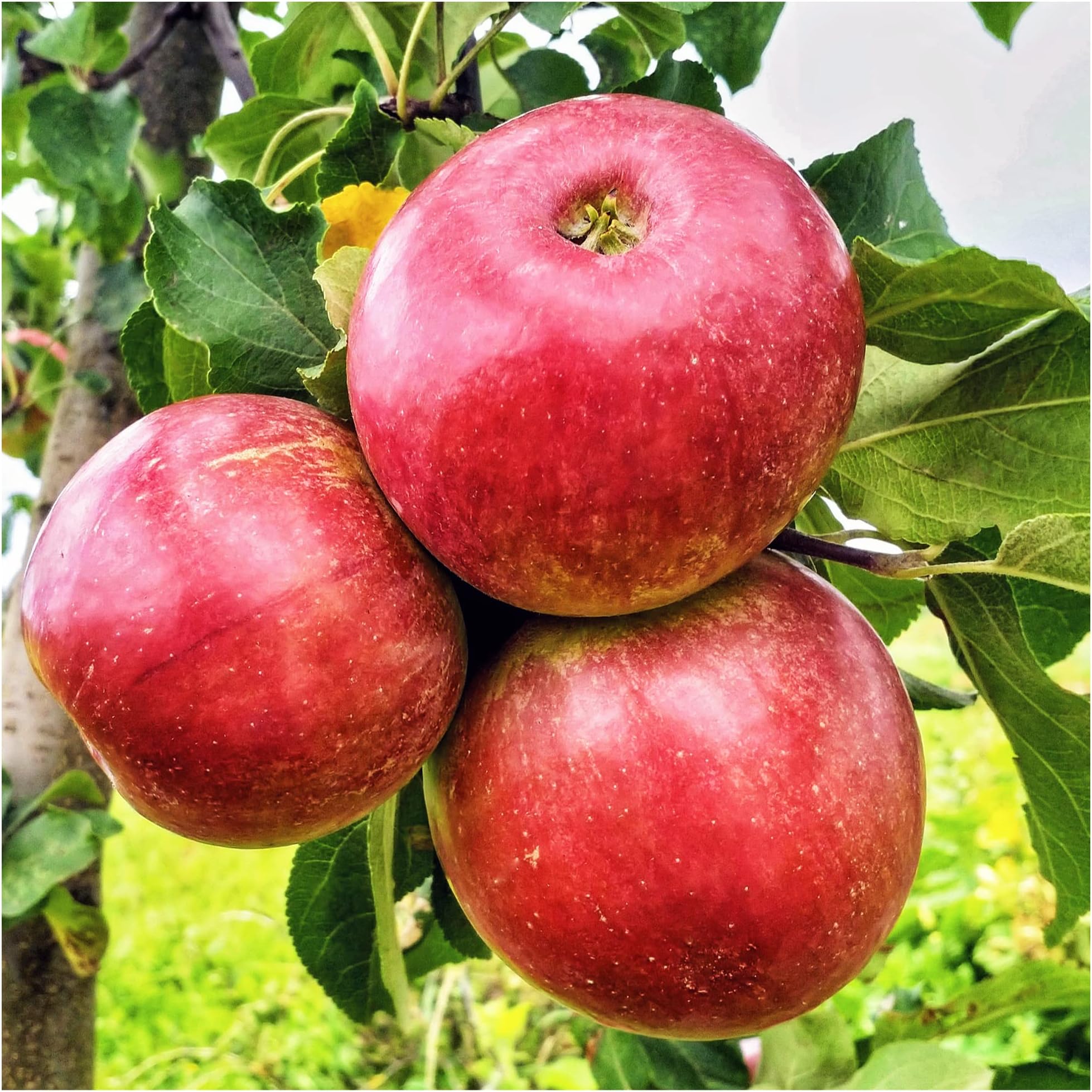 Apple Gala Fruit Tree, 5 Litre Pot : Amazon.co.uk: Garden