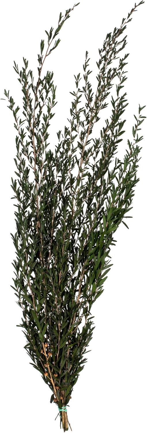 Amazon.com: Vickerman 25-36" Green Lepto Longifolia - Real Preserved ...