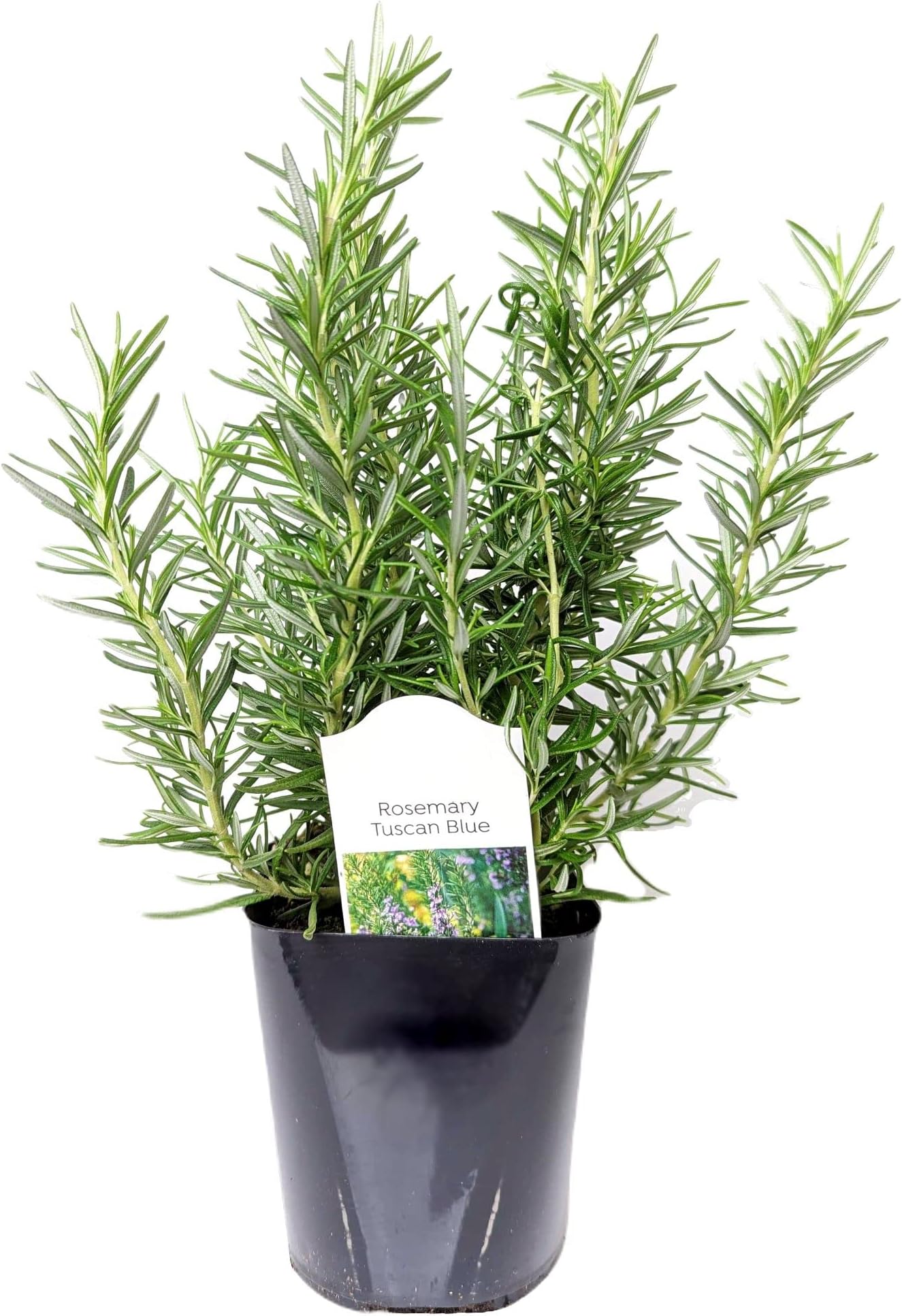 Amazon.com : Easy to Grow Rosemary 'Blue' (2 Pack) - Rooted Starter ...