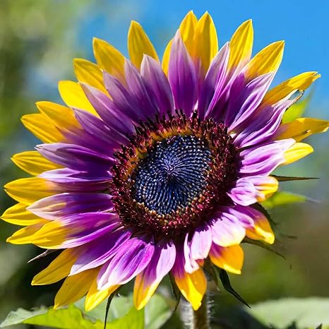 Amazon.com : 100 Twin Color Sunflower Seeds for Planting - Plant & Grow ...