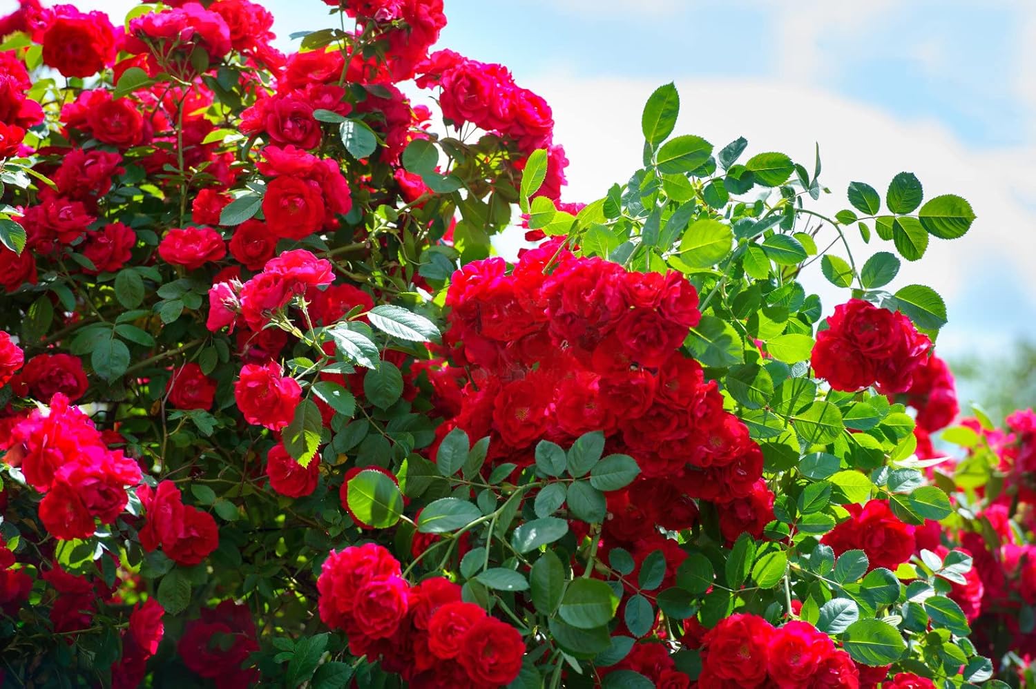 Amazon.com : Rare Red Rose Seeds for Planting, Heirloom, No-GMO 200 ...