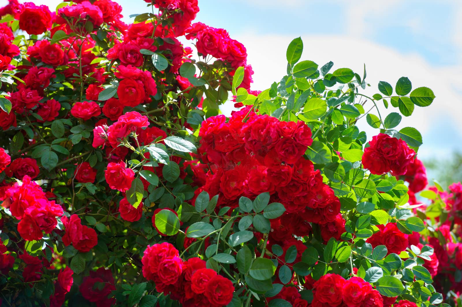 Red Rose Bush Seeds