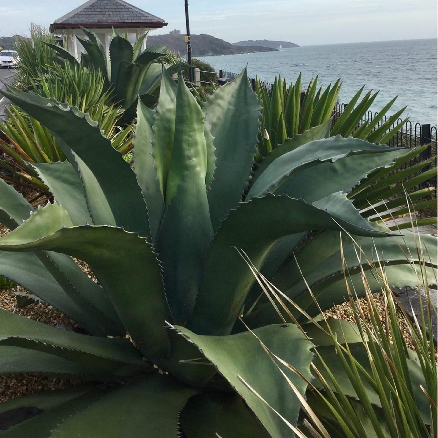 CHUXAY GARDEN Agave Salmiana, semillas de agave ferox, Maguey Pulquero ...