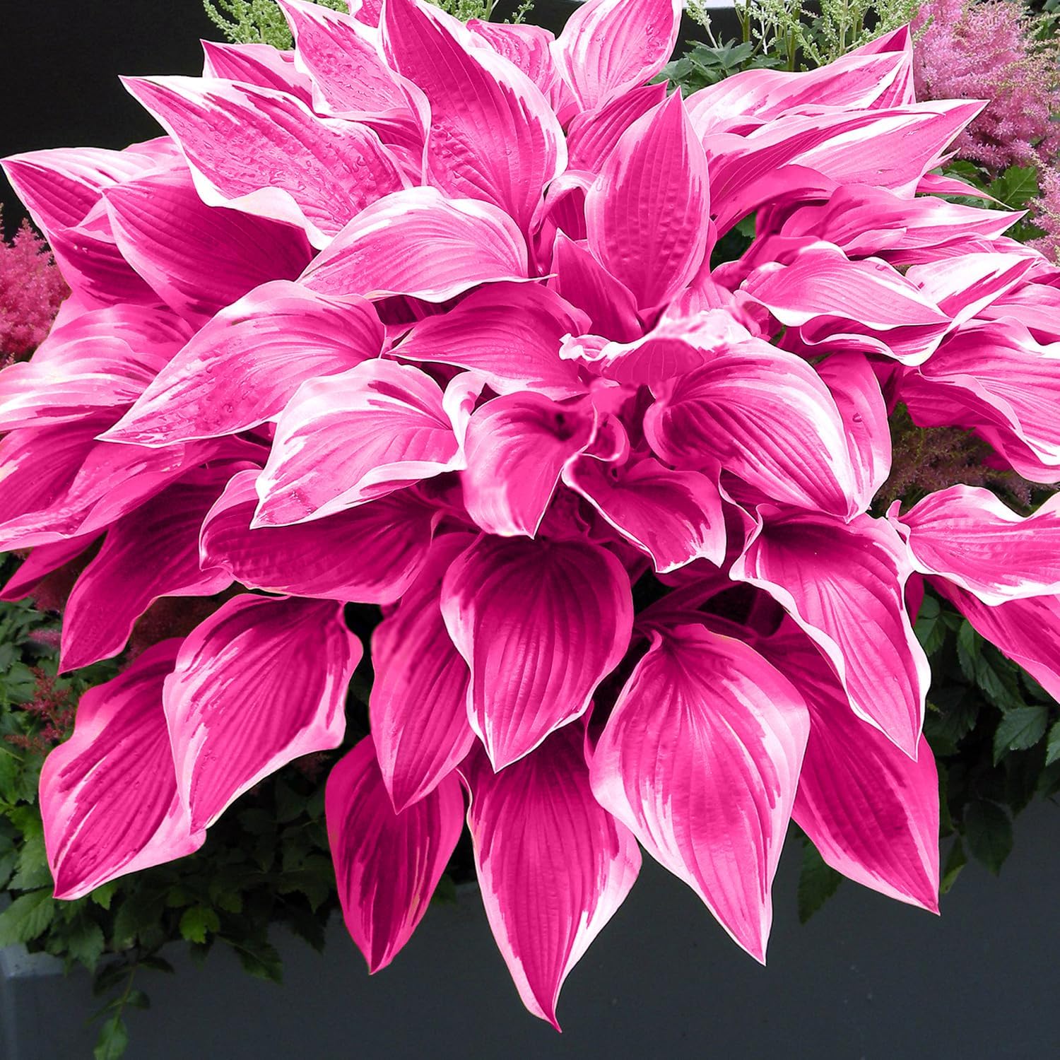 Amazon.com : Floranza Hosta Seeds - 100 Pink Hosta Plants in Outdoor ...