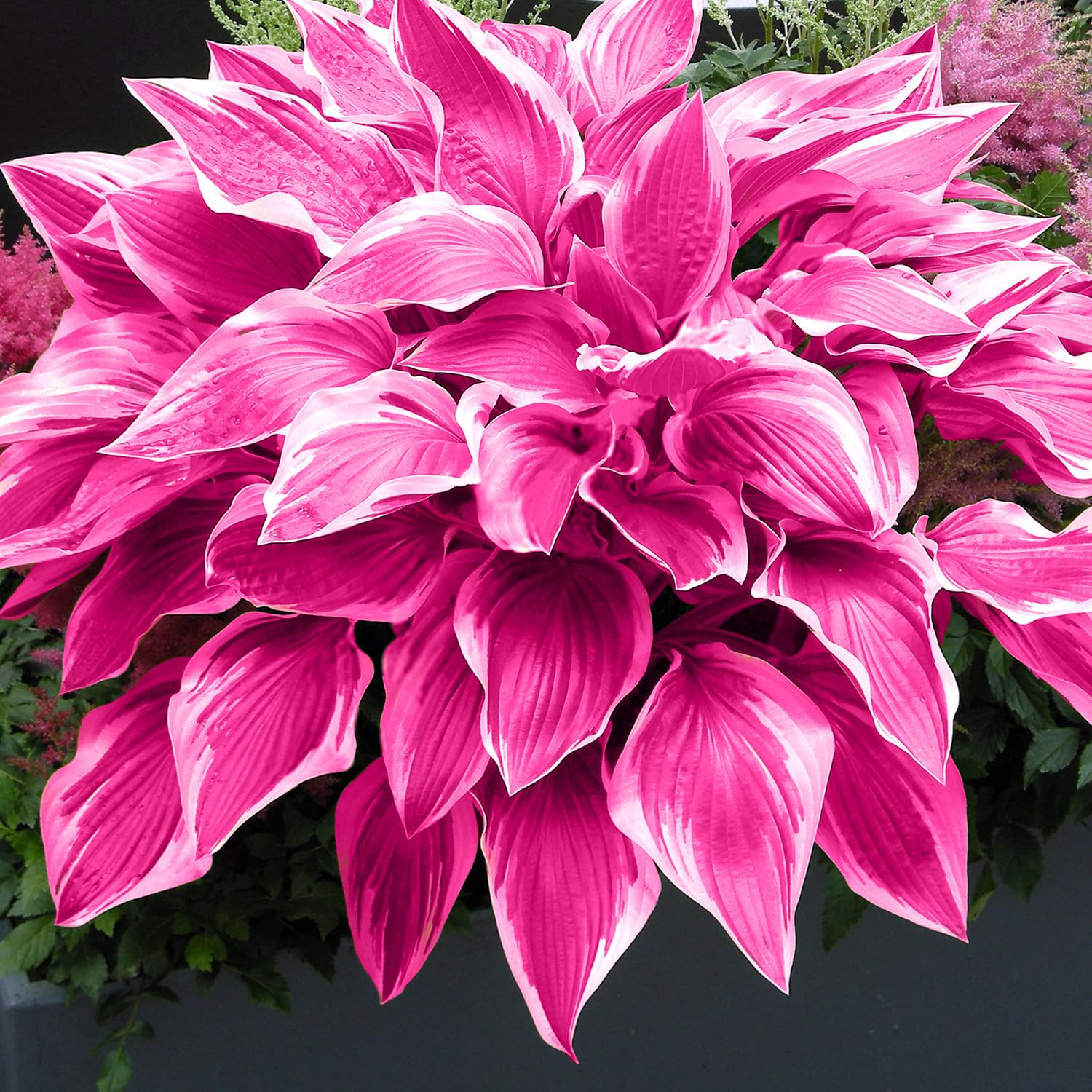 Amazon.com : SEBIOLA Hosta Seeds - 100 Pink Hosta Plants in Outdoor ...