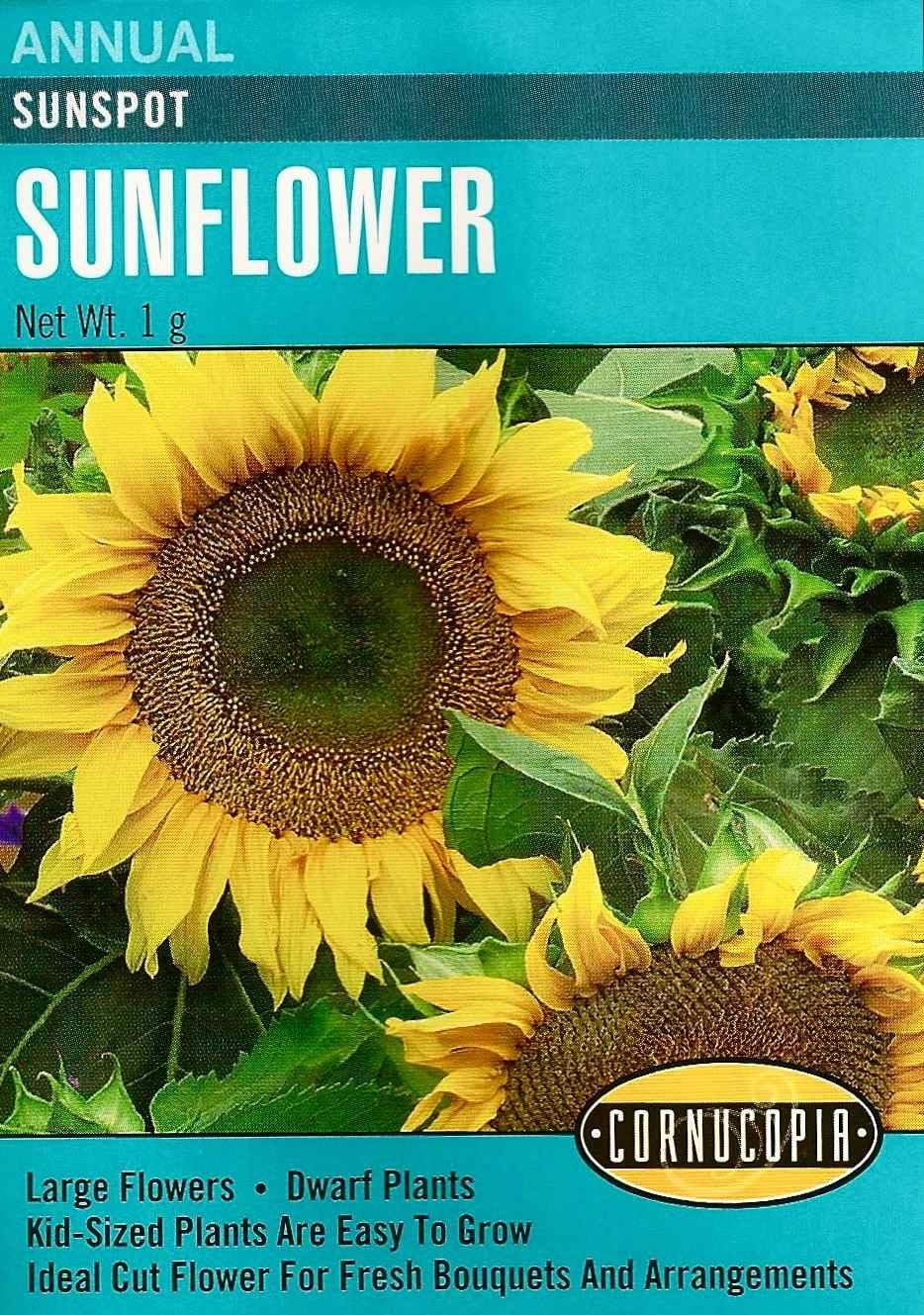 Amazon.com : Heirloom Sunflower, Sunspot : Flowering Plants : Patio ...