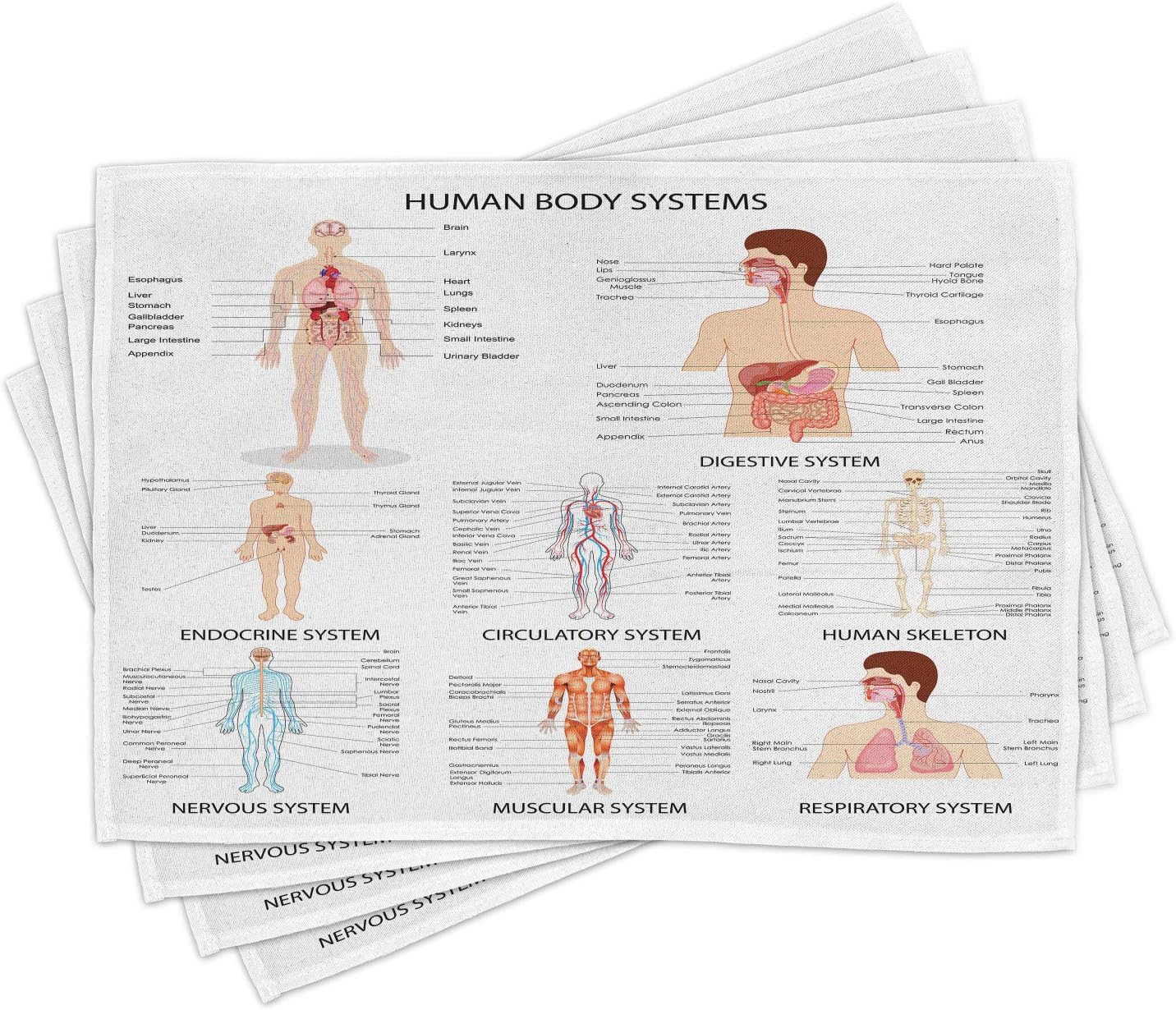 Amazon.com: Ambesonne Human Anatomy Place Mats Set of 4, Chart of ...