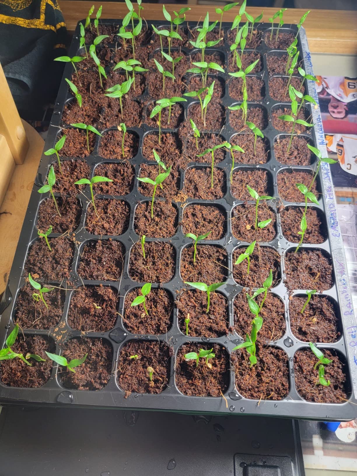 $9/mo - Finance 2 Set 60-Cell Seed Starter Kit - Strong Seed Trays with ...