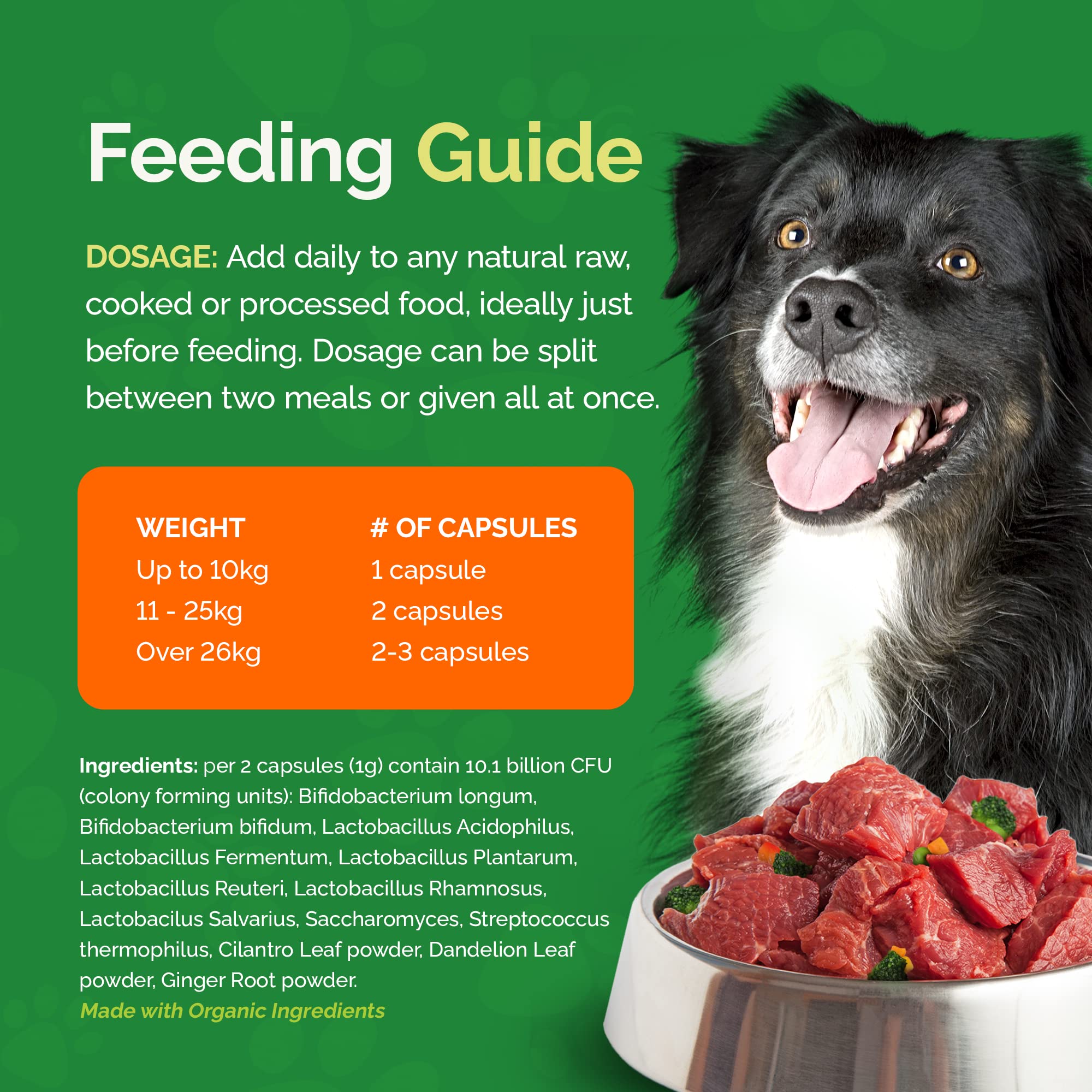 What Is Canine Streptococcus