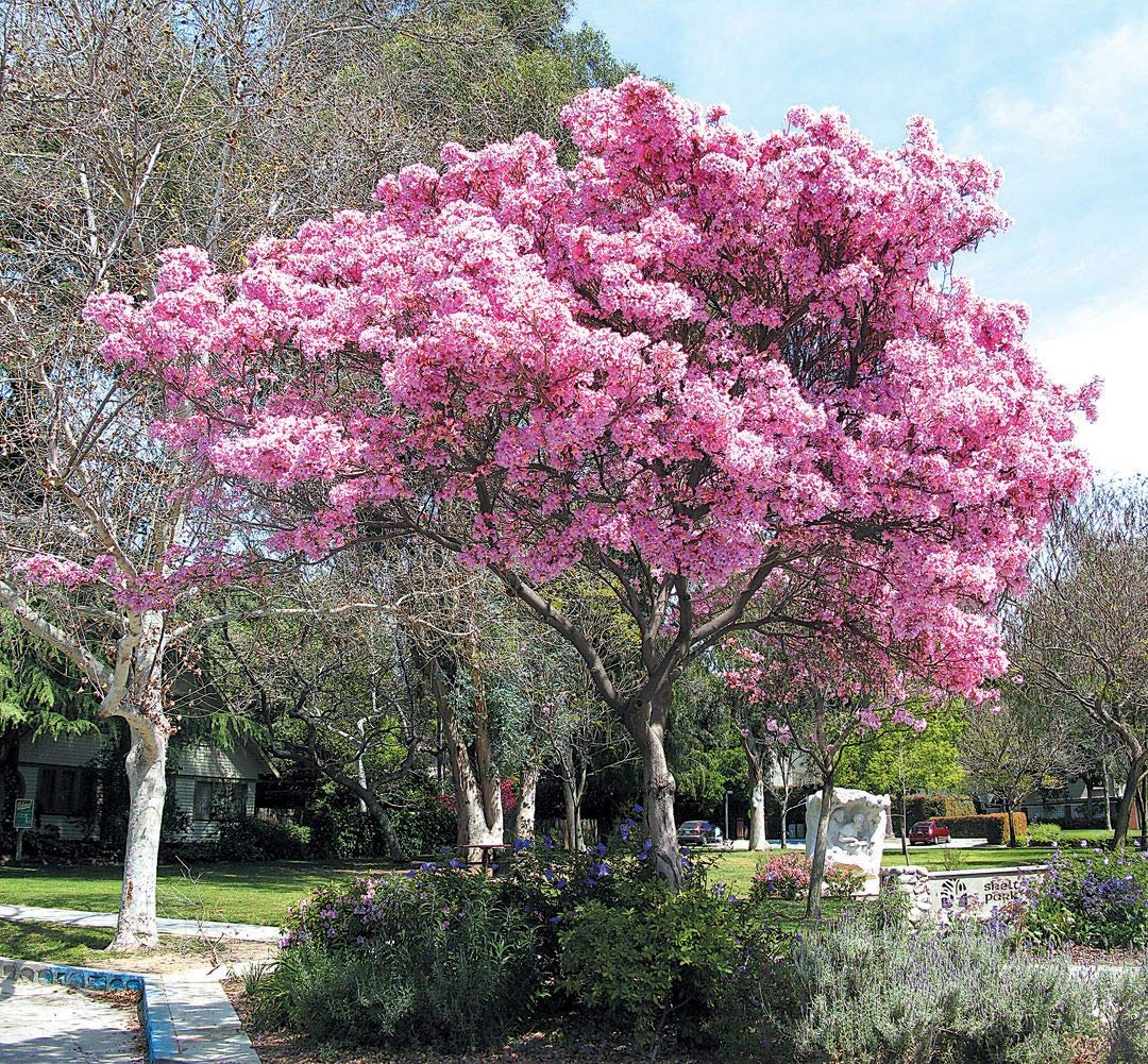 Buy Pink Tabebuia Trumpet Tree - Live Plant in a 3 Gallon Pot ...
