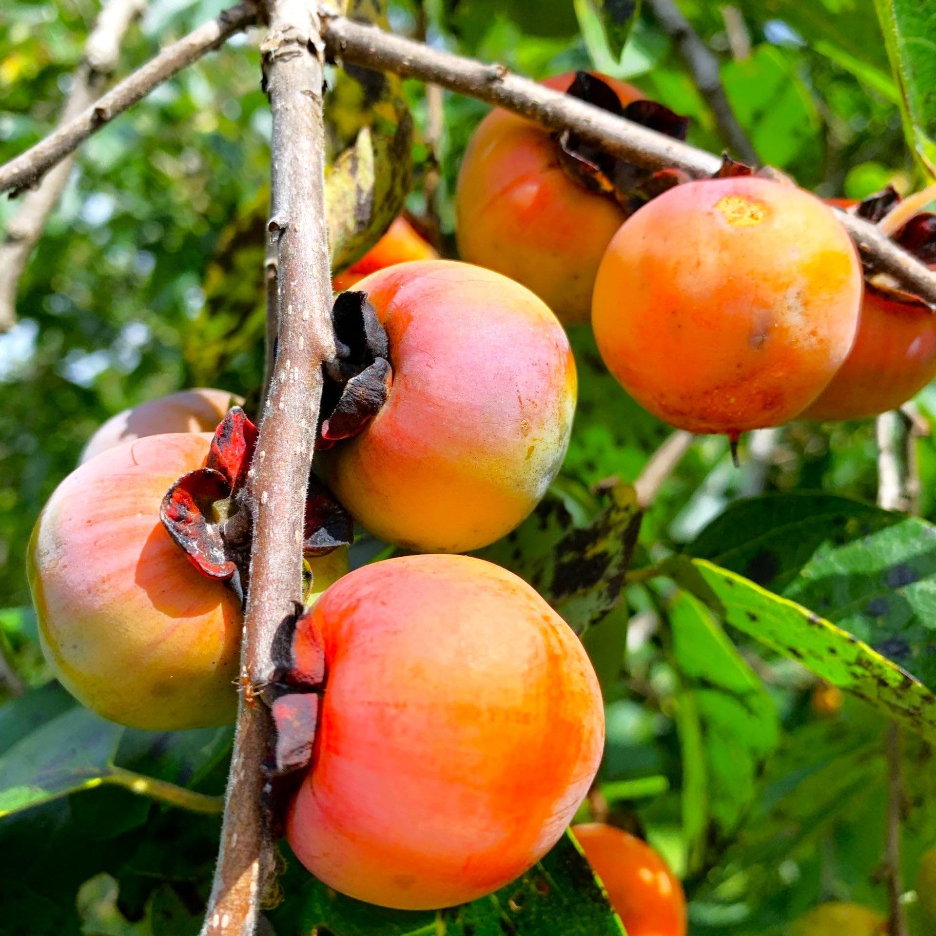 Amazon.com : 120 Seed Japanese Persimmon for Planting Non GMO Heirloom ...