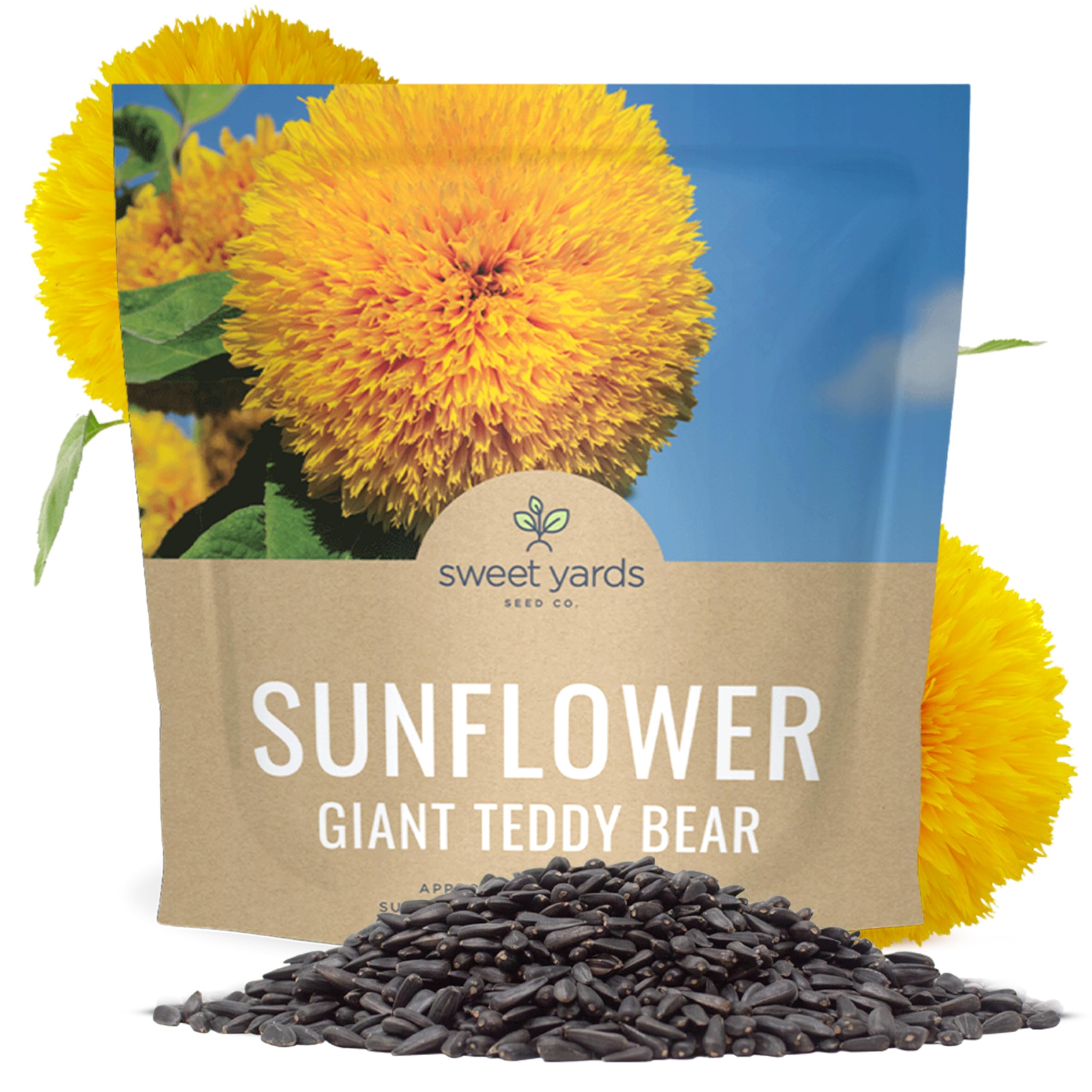 Amazon.com : Giant Teddy Bear Sunflower Seeds - Extra Large 1 Ounce ...
