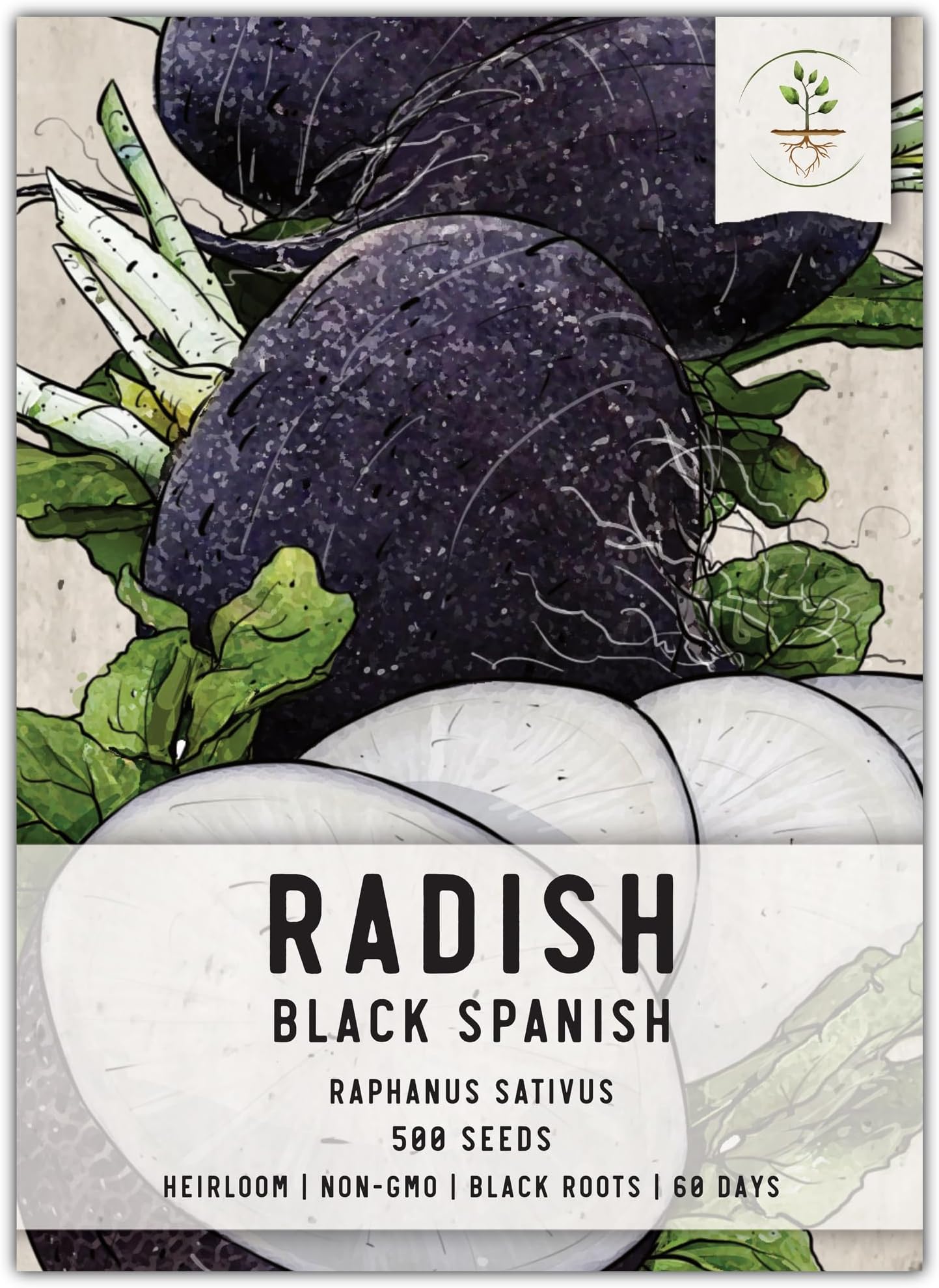 Amazon.com : Seed Needs, Black Spanish Radish Seeds - 500 Heirloom ...
