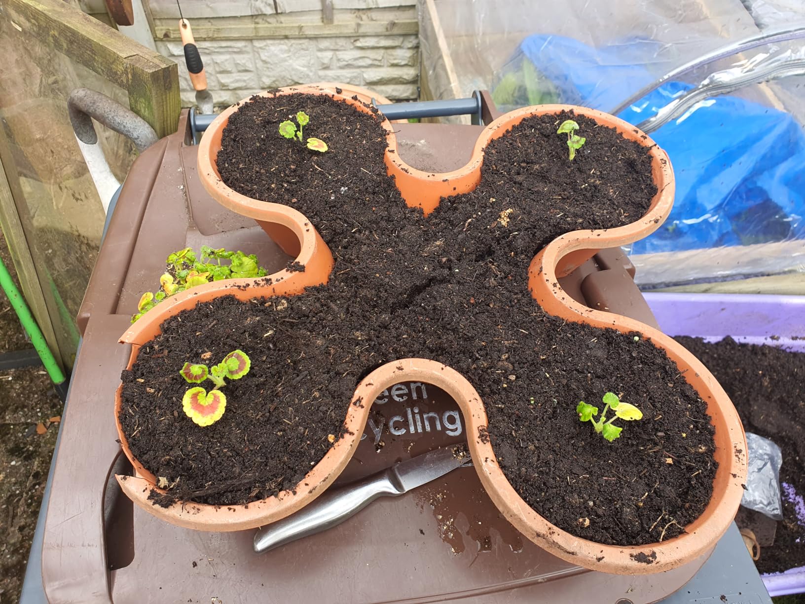 Plug Plants - Geranium Show Stopper Mixed - 20 Plants Per Tray - Ready ...