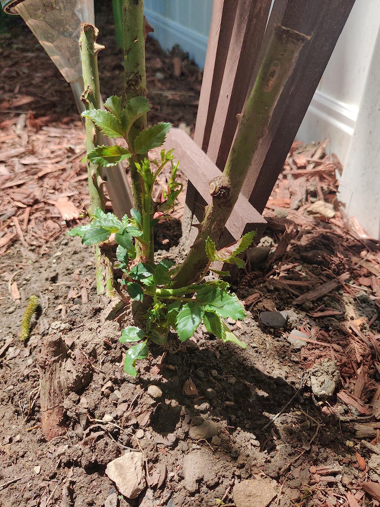 Amazon.com : BRECK'S - Purple Splash Dormant Bare Root Climbing Rose ...