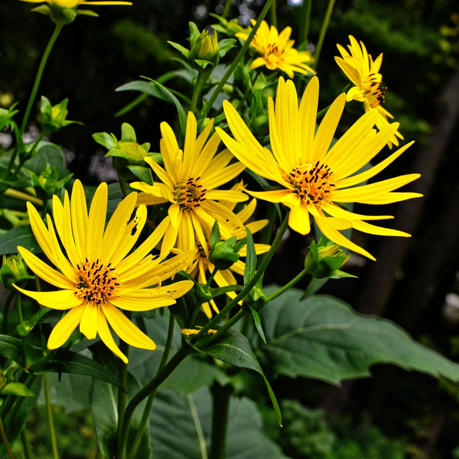 Amazon.com : Outsidepride 400 Seeds Perennial Silphium Cup Plant Flower ...