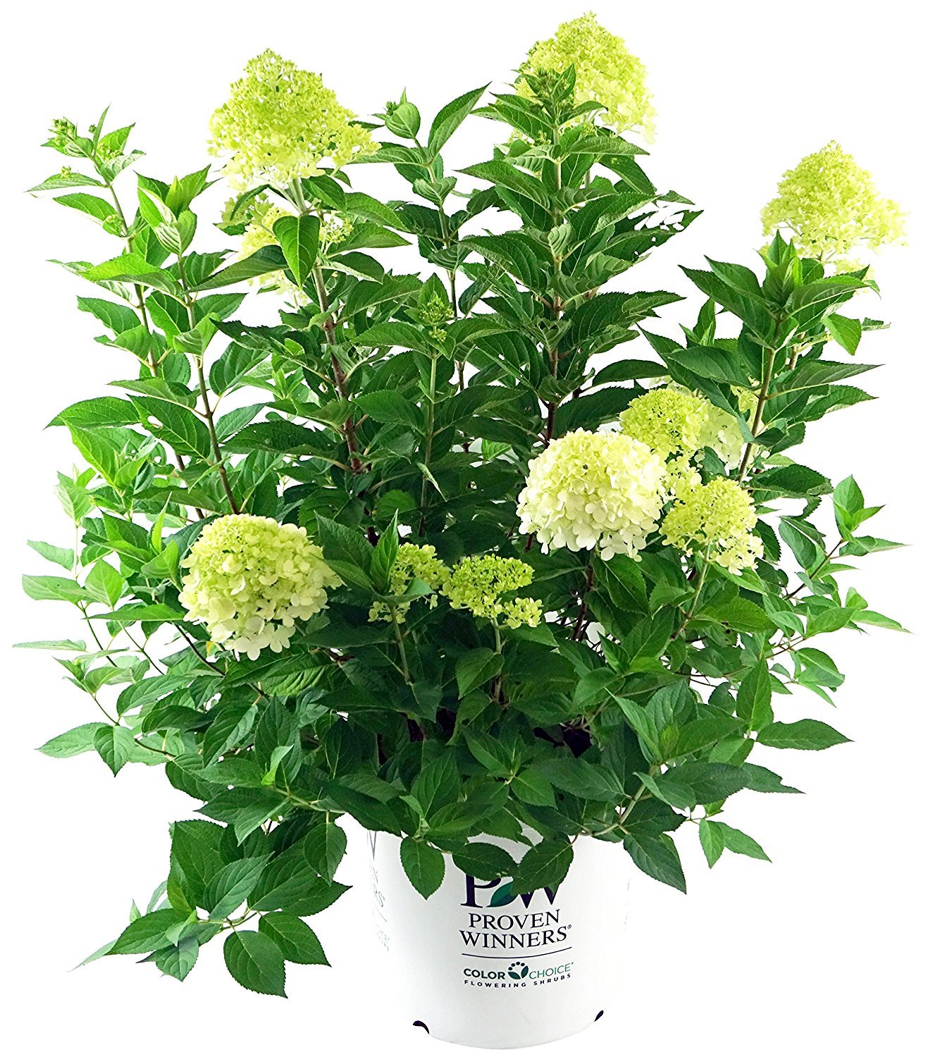Amazon.com : Proven Winners - Hydrangea pan. 'Limelight' (Panicle ...