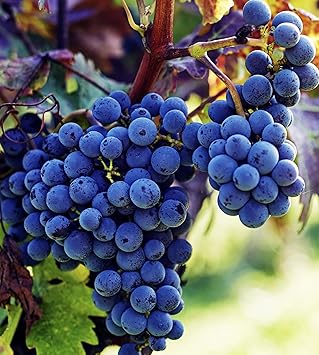Amazon.com : Premium Grape 40 pcs Seeds - Climbing Large Perennial ...