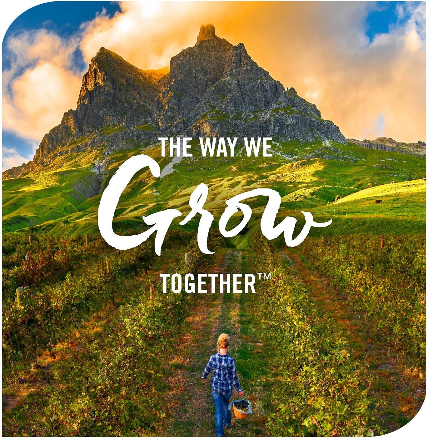 Nature’s Way Sambucus FluCare Jarabe con extracto de saúco negro ...