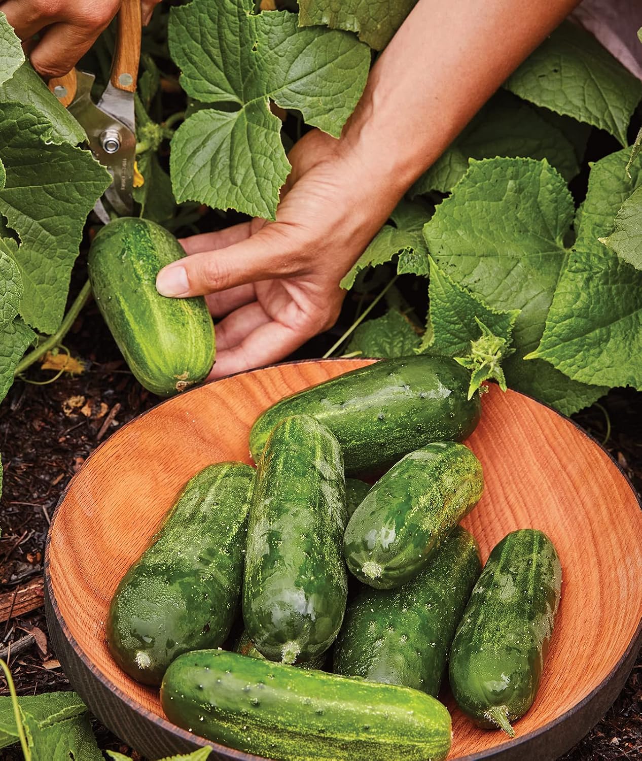 Amazon.com : Burpee 'Supremo' Pickling Cucumber Seeds, 30 Non-GMO seeds ...