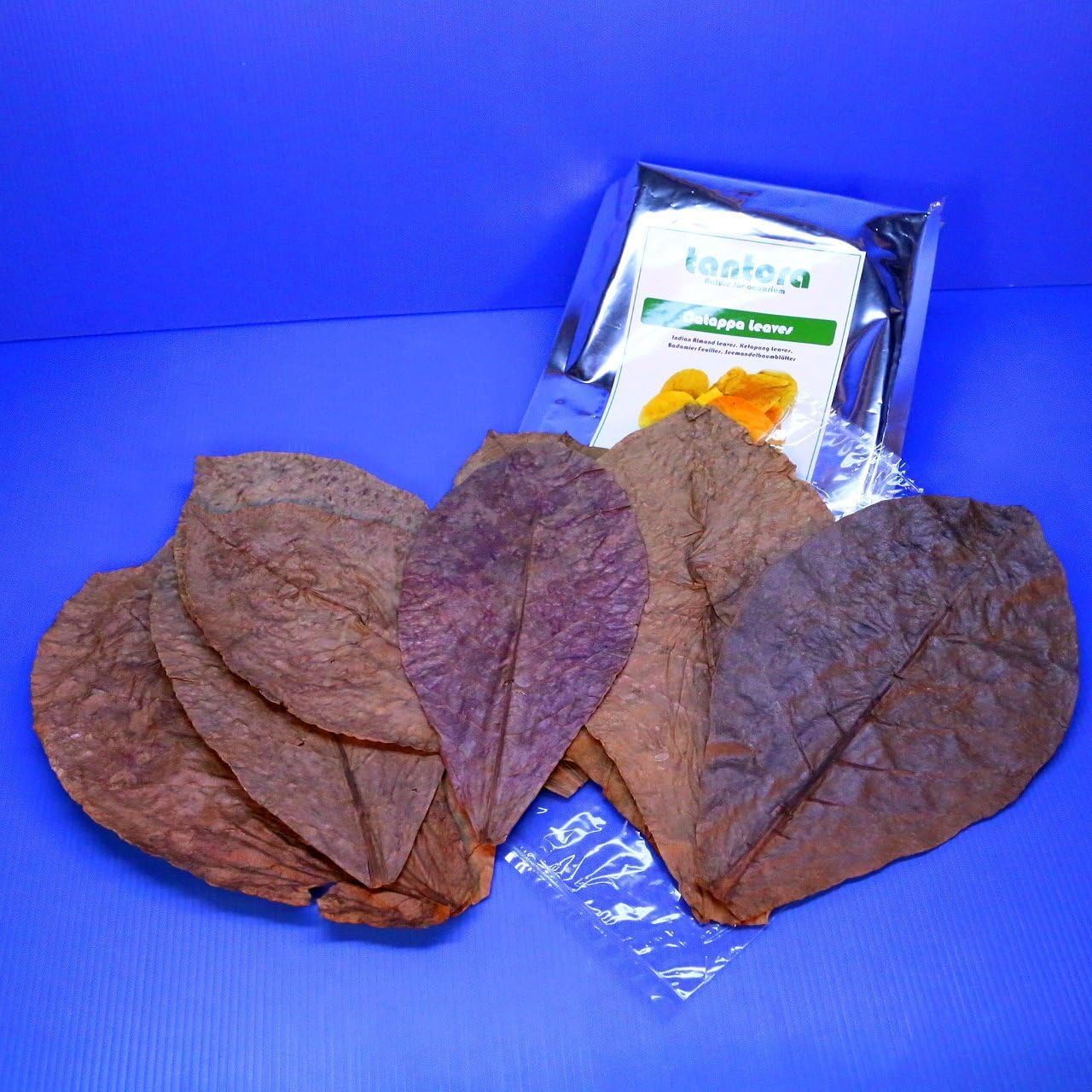 Amazon.com : 10pcs 7"~12" Tantora Catappa Leaves Grd A Indian Almond ...