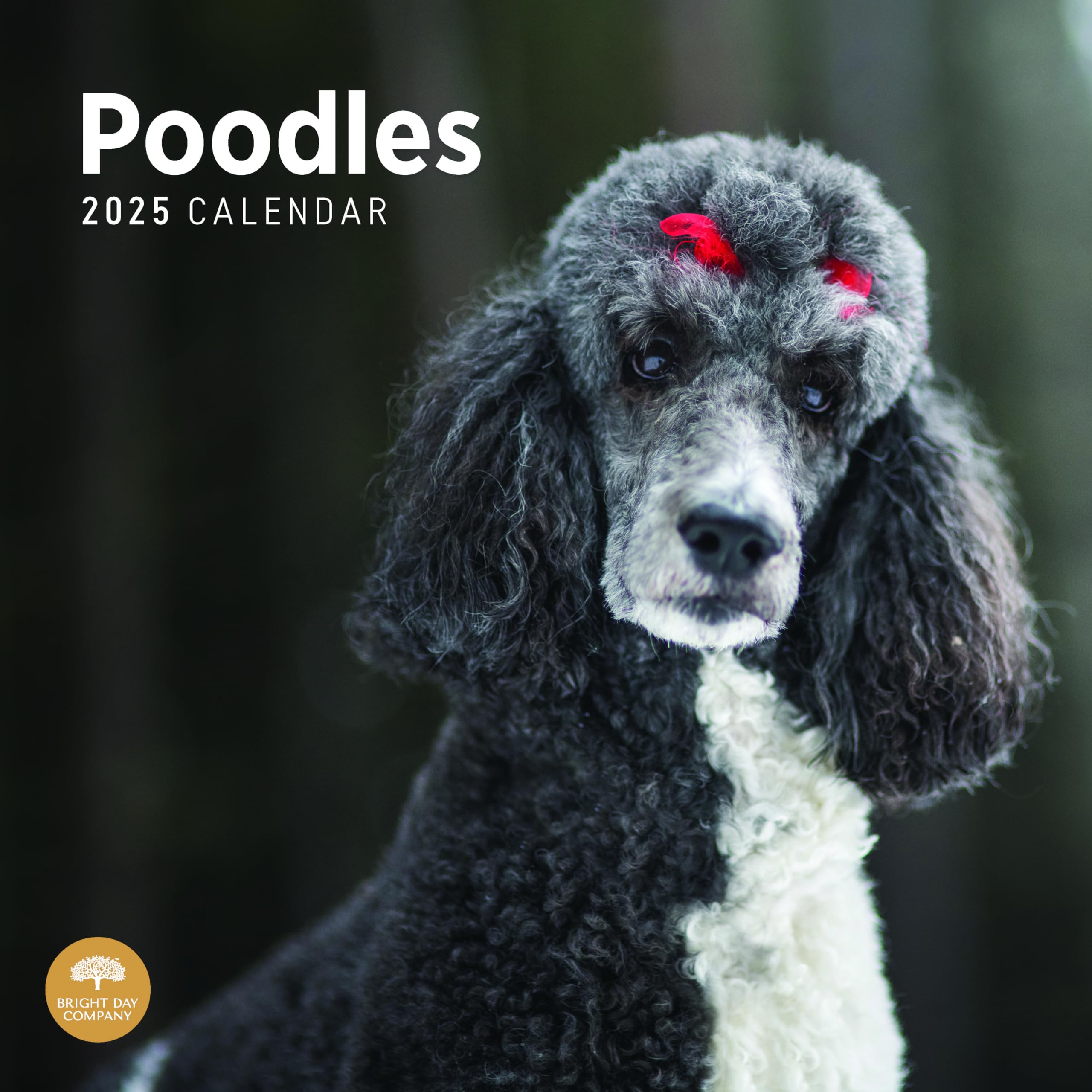 2025 Poodles Monthly Wall Calendar by Bright Day, 12 x 12 Inch Cute Dog ...