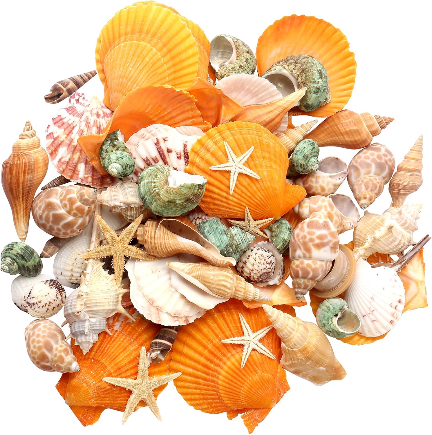 Amazon.com: UEIEU gopiter Sea Shells - Beach Mixed Seashells - Various ...