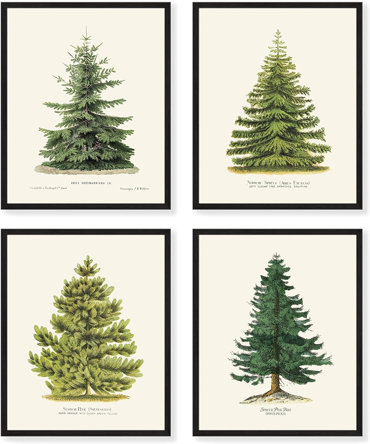 Amazon.com: Goldie Days 4 Pine Tree Prints, 8" x 10", Winter Decor ...