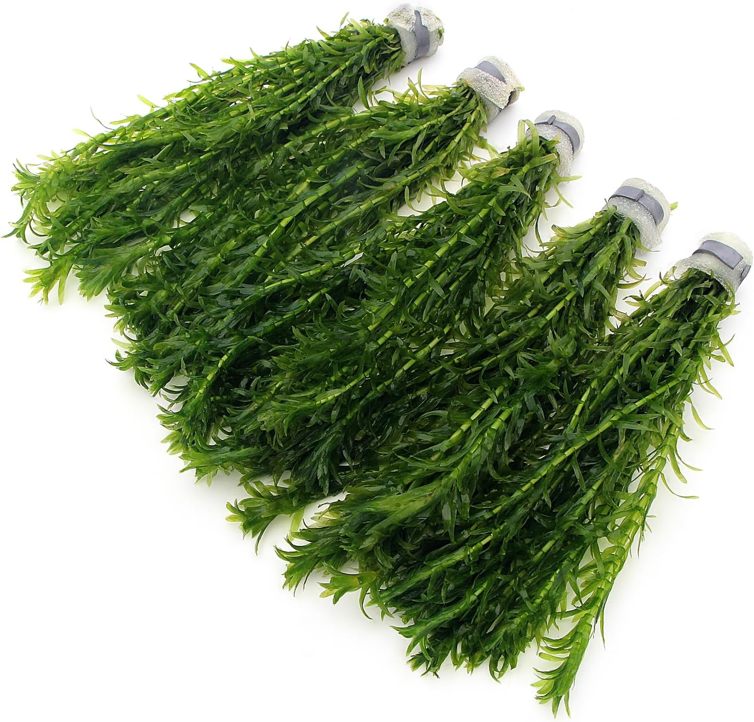 2 x Elodea densa (Anacharis) Bunch for Ponds and Fish Tanks : Amazon.co ...