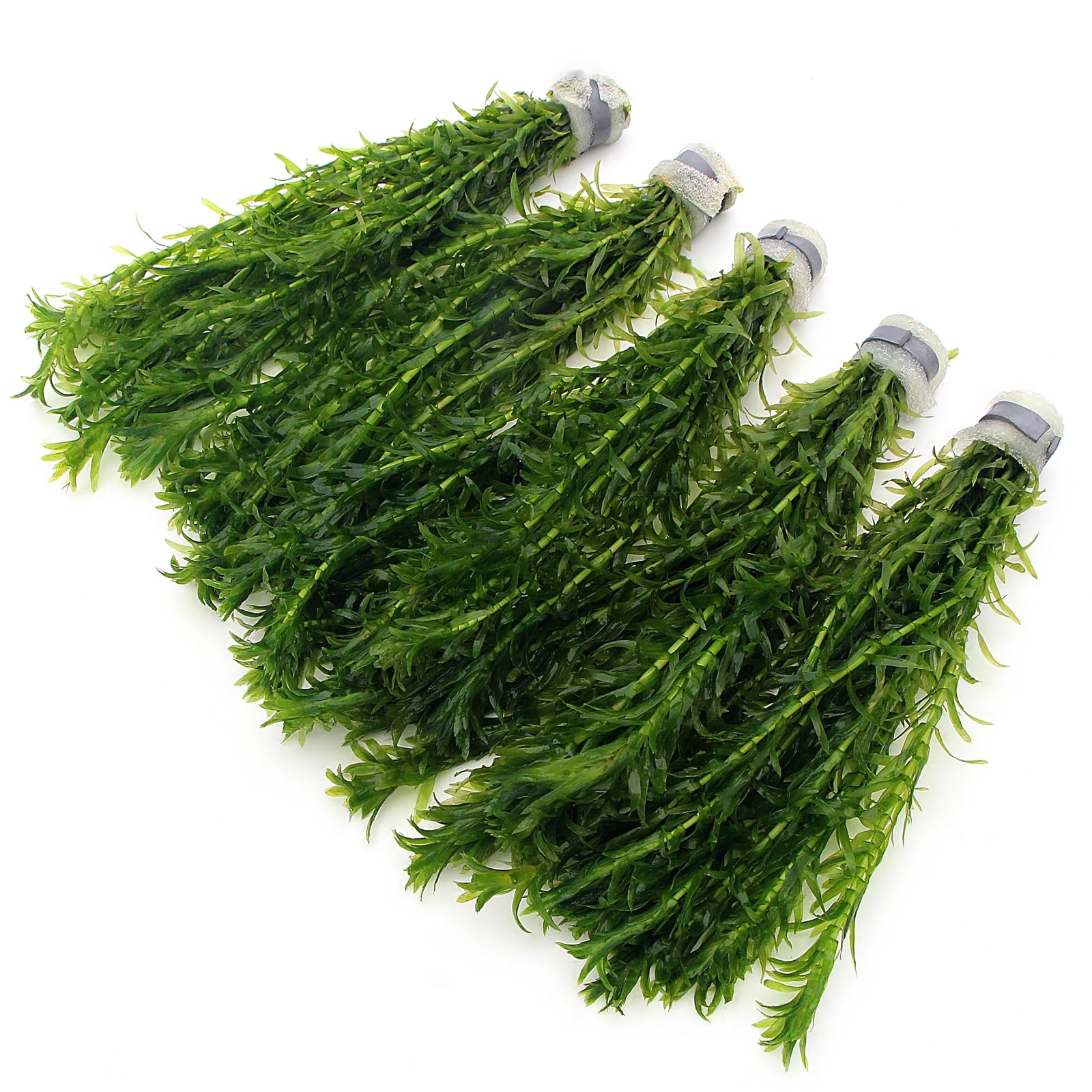 50 ELODEA DENSA Stems - 5 Bunches - Oxygenating Weed Live Pond Plant ...