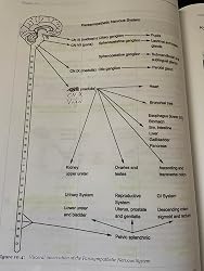 OMT Review: A Comprehensive Review in Osteopathic Medicine: Savarese ...