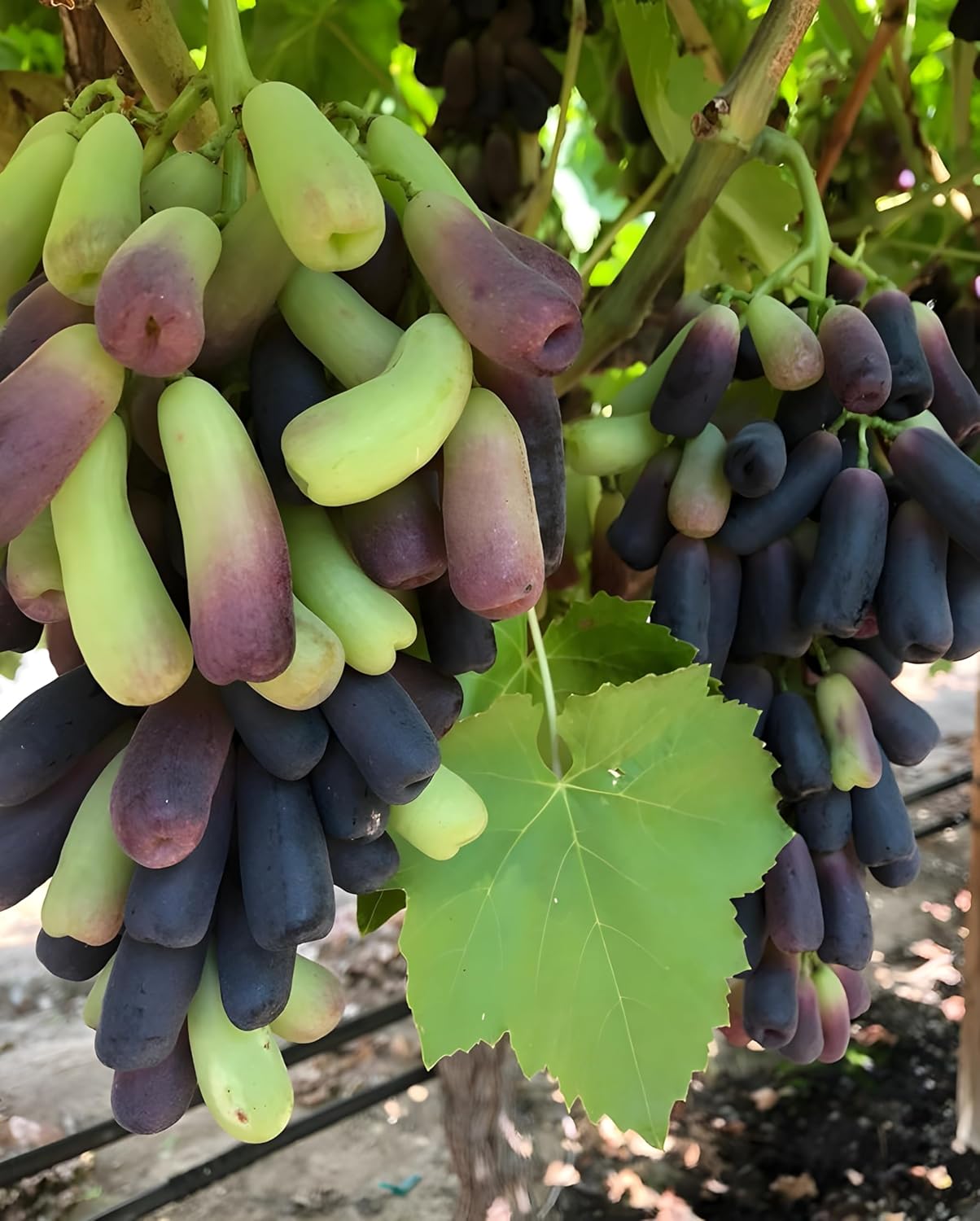 Greenvalue Grape Plant Moon Drops Black Grape Sweet Long Finger ...