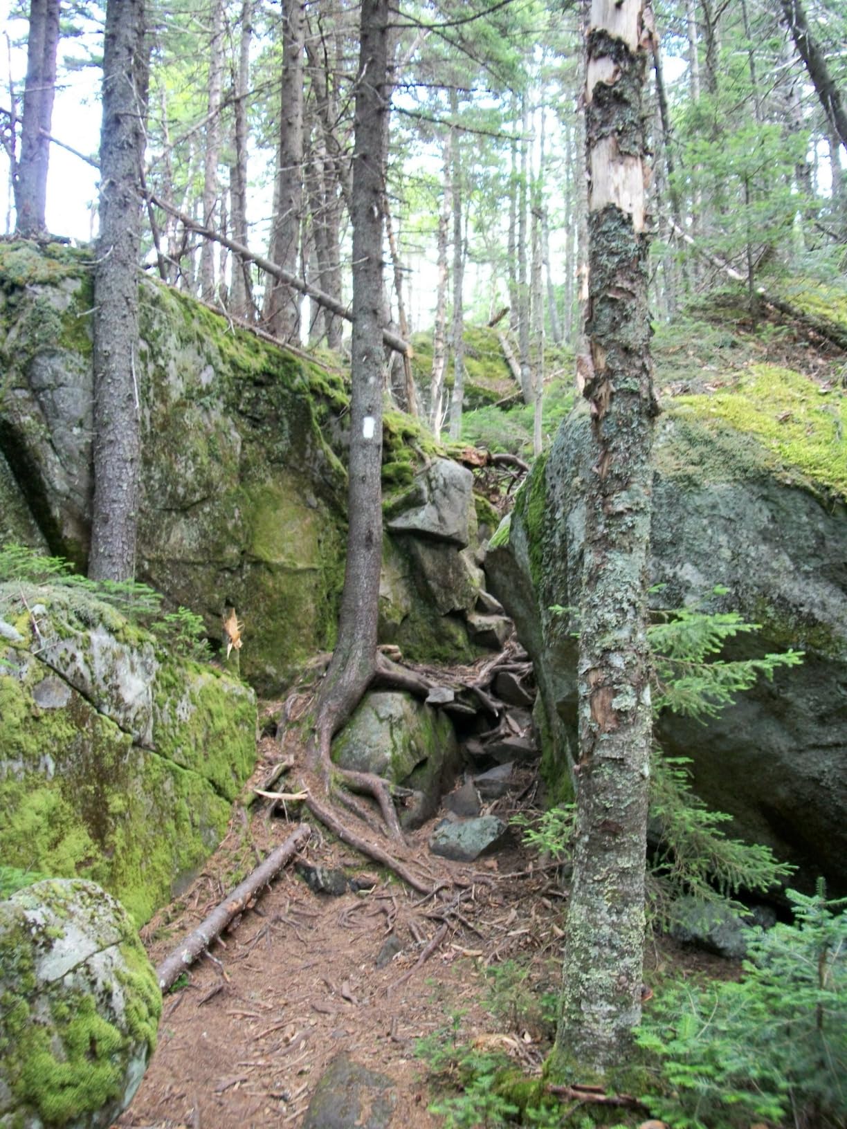 Trail Magic: A Physician's Journey Through the Appalachian Mountains ...