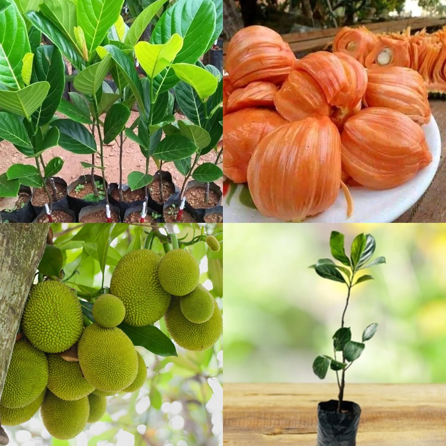 SISA GARDEN HYBRID Thailand Pink Jackfruit Plant. 1 Live Grafted Red ...