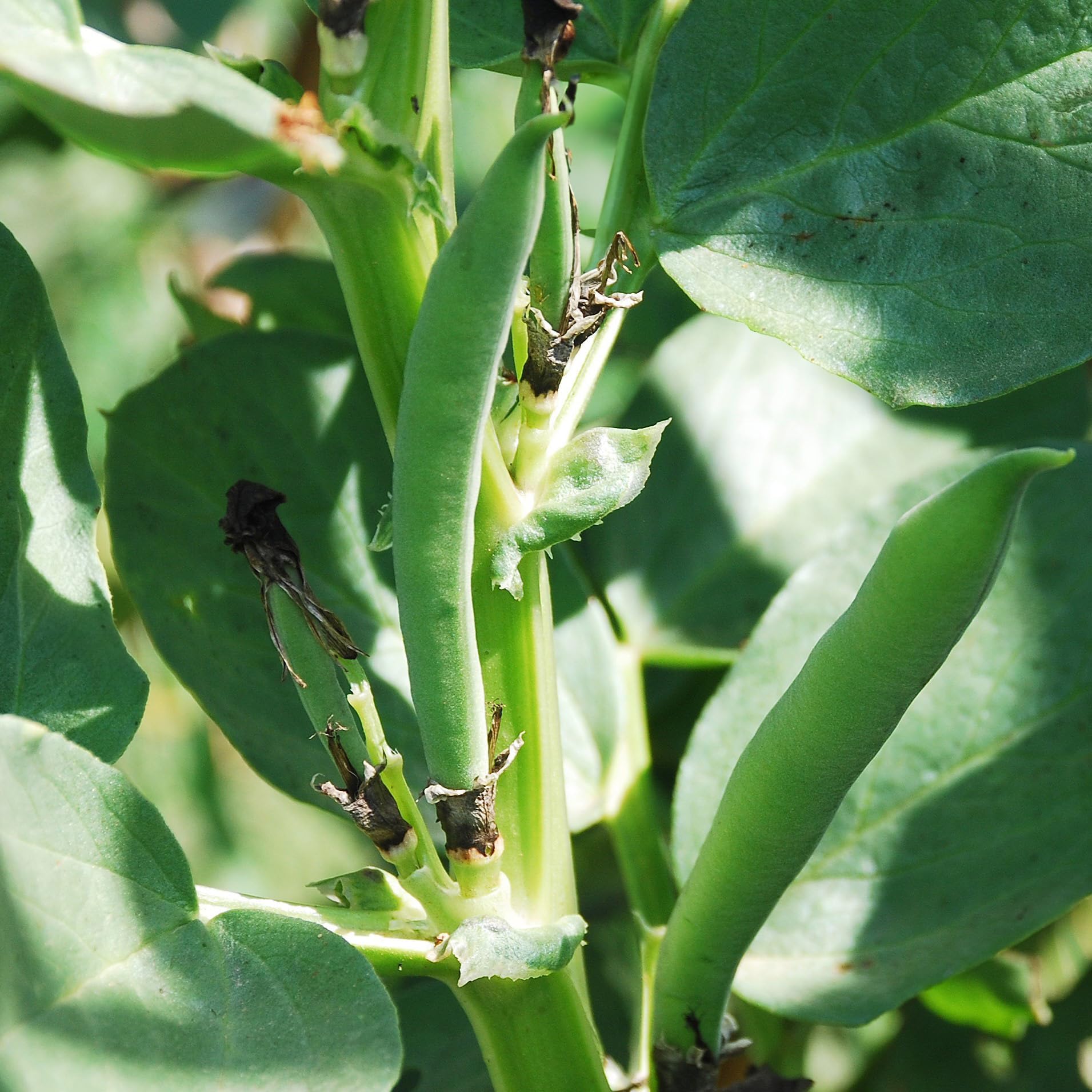 Broad Bean Aquadulce Autumn Sowing Vegetable Seeds - Easy to Grow - 40 ...