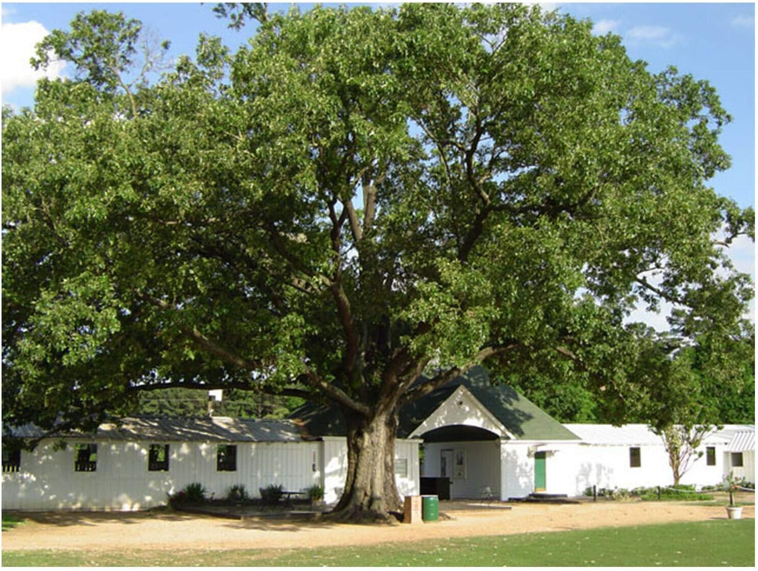 Amazon.com : 1 Gallon Pot, Cherrybark Oak TreePlant : Patio, Lawn & Garden