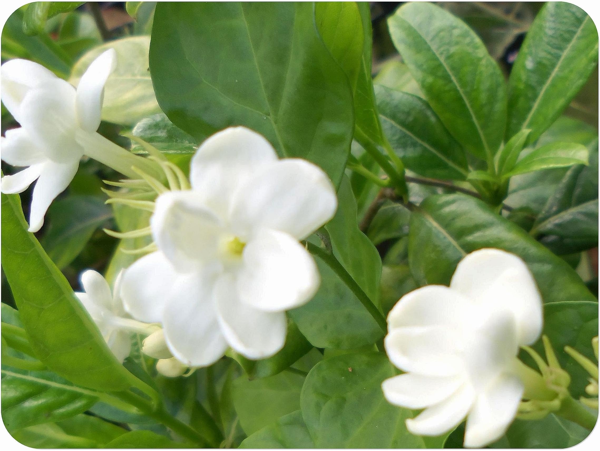 Amazon.com : 2 Jasmine Plants Indoor Live, Live Blooming Jasmine Plant ...