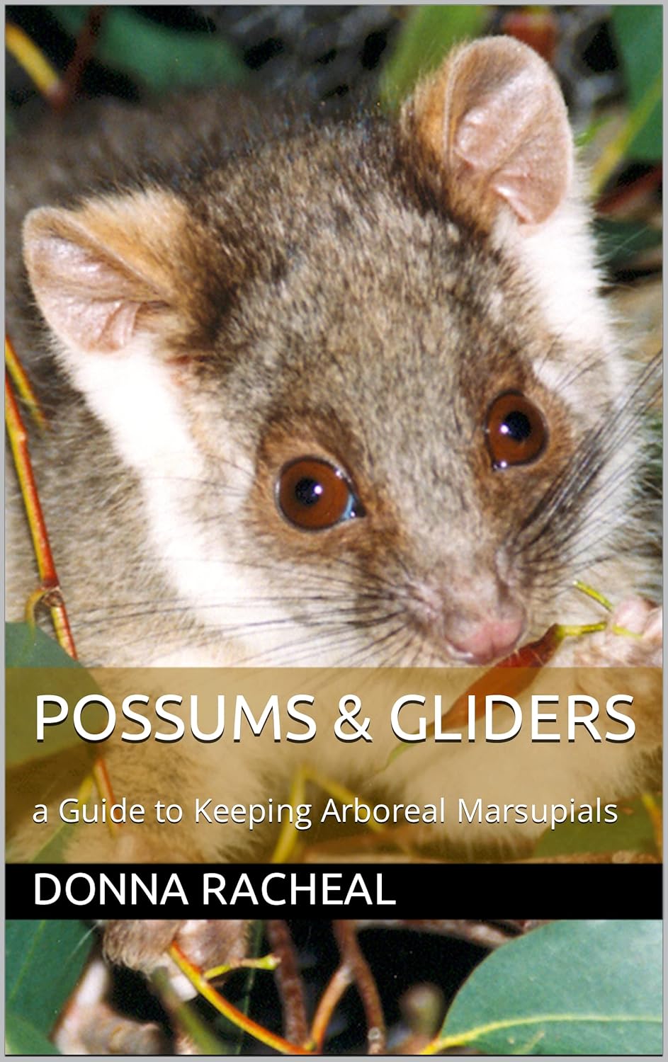 Amazon.com: Possums & Gliders: a Guide to Keeping Arboreal Marsupials (Keeping Australian ...