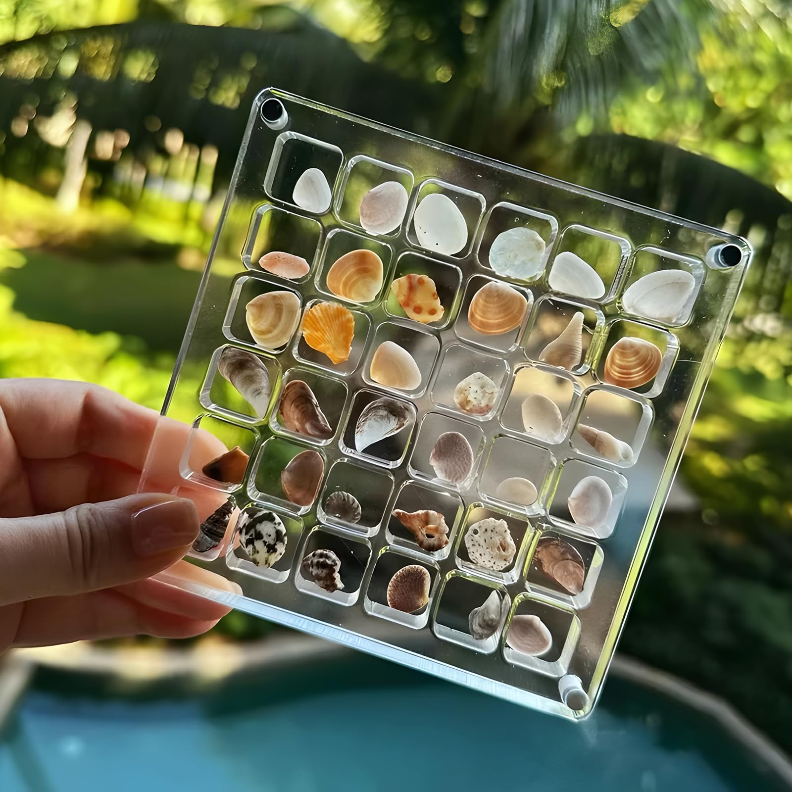 Snapklik.com : 2024 New Acrylic Magnetic Seashell Display Box, Seashell ...