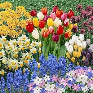 You Garden - 300 x Spring Flowering Bulb Mixed Pack, 300 Bulbs, 7 Varieties, Bulk Buy Collection ...