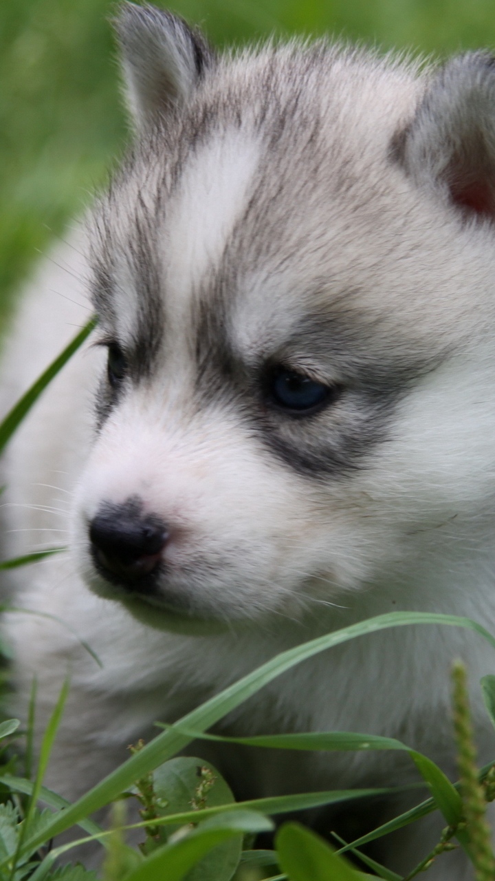 UHD Puppies Wallpapers - App on Amazon Appstore