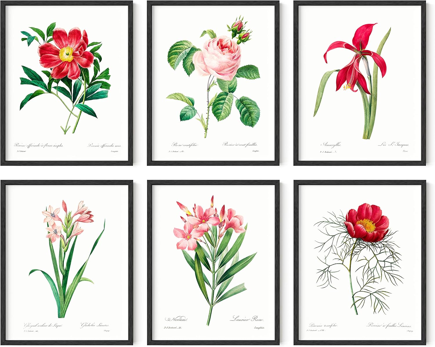 HAUS AND HUES Pósteres e impresiones de flores vintage Juego de 6 ...