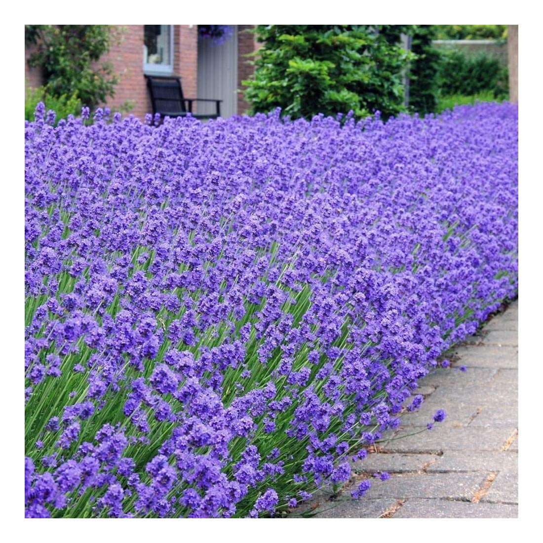 Lavendula angustifolia Munstead, Old English Lavender Plant in 9 cm Pot ...