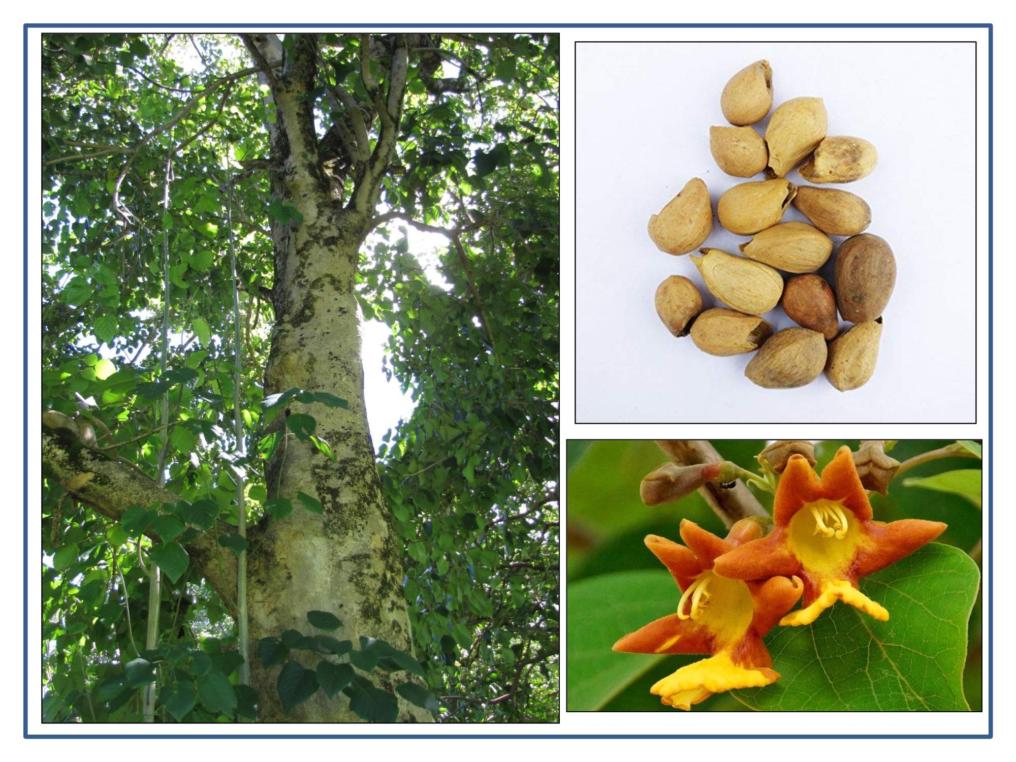 RK Seeds- Tree seeds Teak Wood Seeds (Tectona Grandis) sagwan seeds ...
