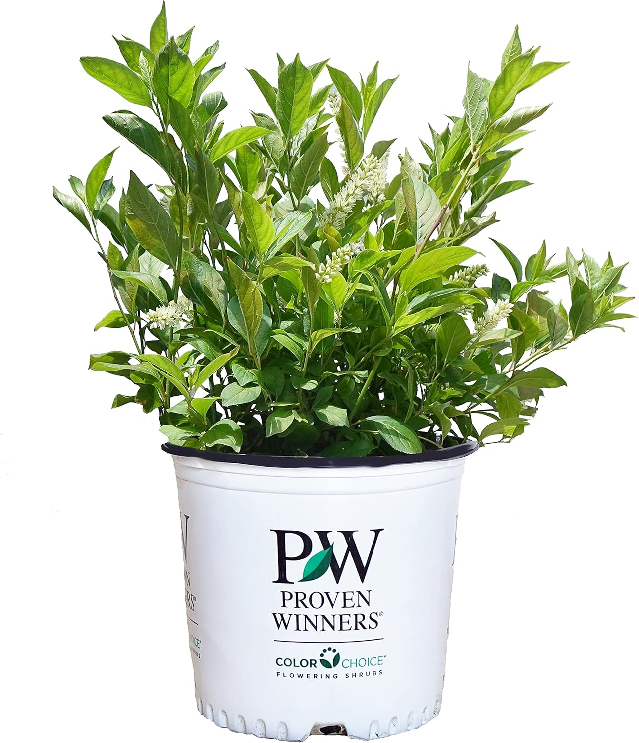 Proven Winners - Itea virginica Little Henry (Sweetspire) Shrub, 2 ...