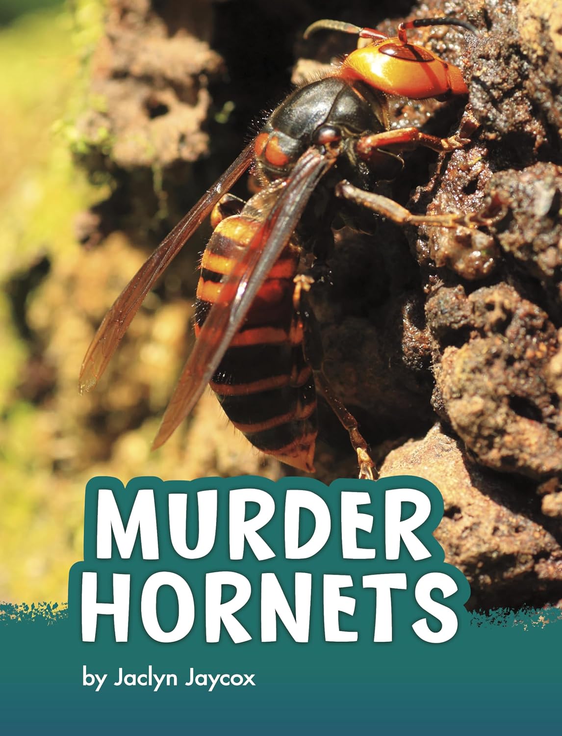 Murder Hornets (Animals): Jaycox, Jaclyn: 9781666342772: Amazon.com: Books