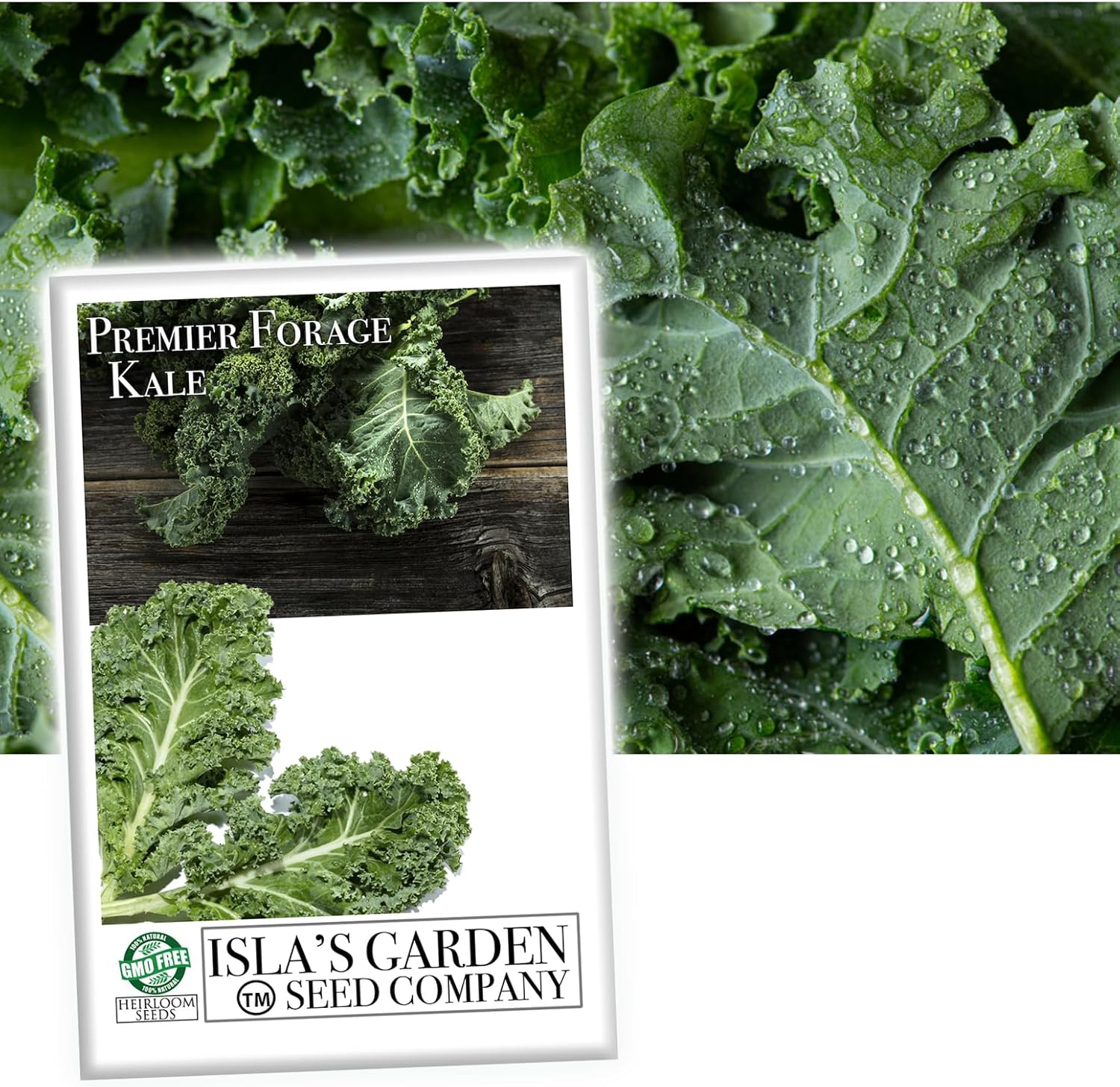 Amazon.com : Premier Forage Kale Seeds (Brassica oleracea) – 1000 ...