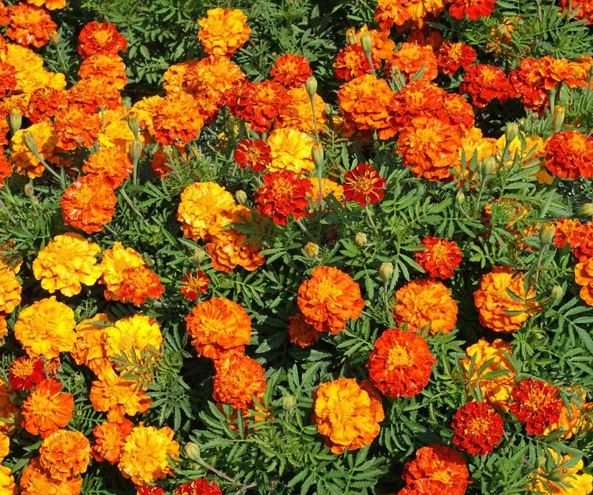 Amazon.com : 200 Sparky French Marigold Mix Seeds 1 gram Non GMO ...