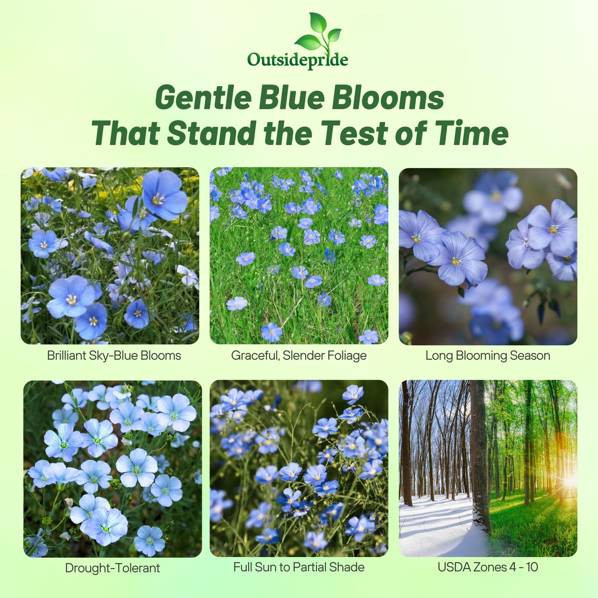 When To Plant Blue Flax Seeds