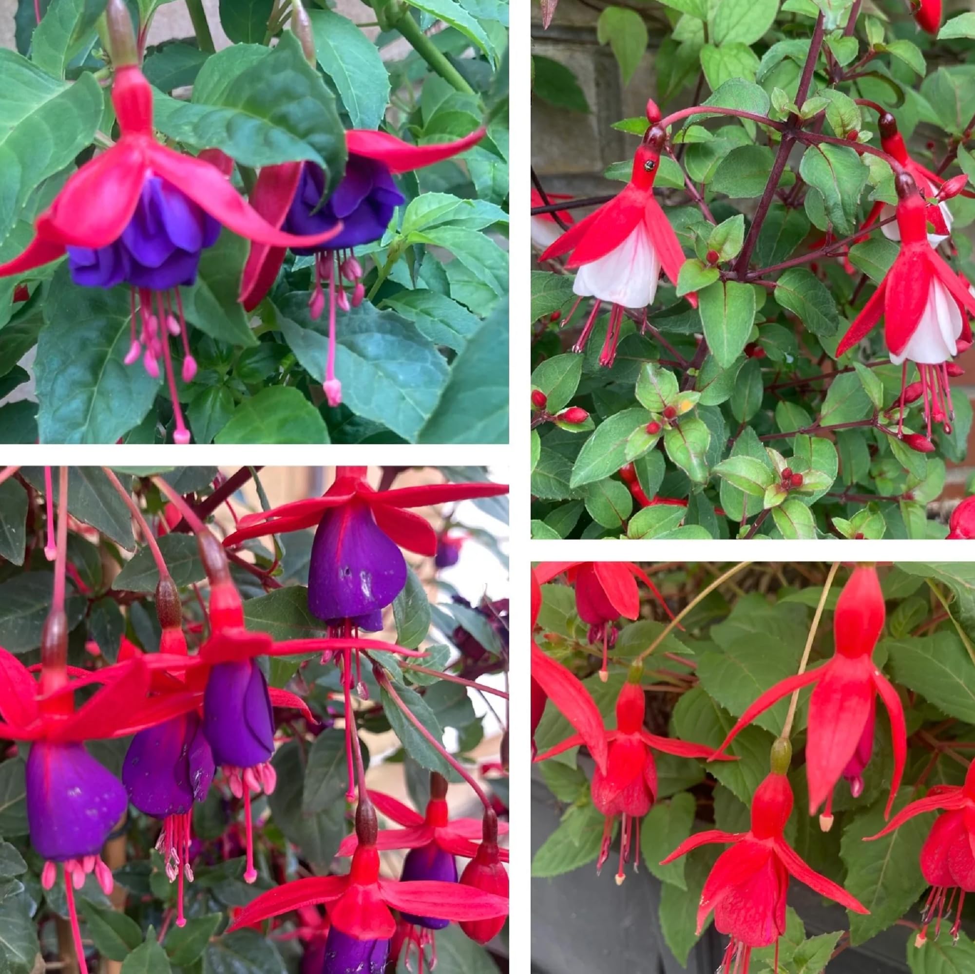 Amazon.com : CHUXAY GARDEN 100 Seeds Mix Fuchsia Flower Seed Popular ...